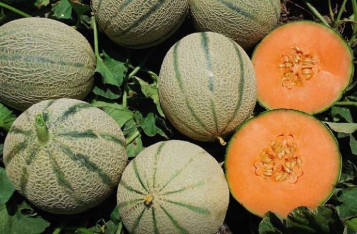 Coltivazione del melone: ottimizzare rese e qualità - FruitJournal